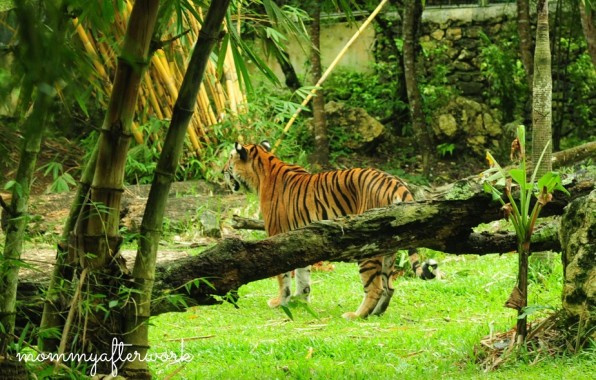A Day in Cebu Safari and Adventure Park | Mommy After Work