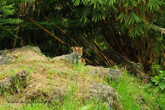 A Day in Cebu Safari and Adventure Park | Mommy After Work